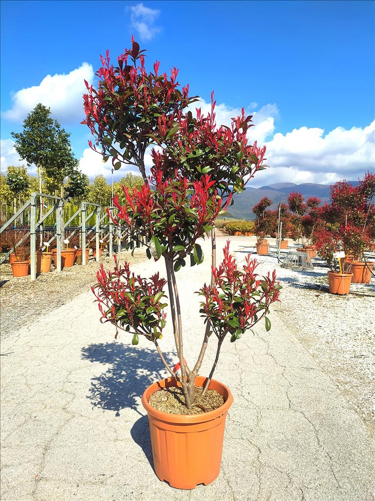 Photinia fraseri "Red Robin Compacta" | Vrtni center MOGA