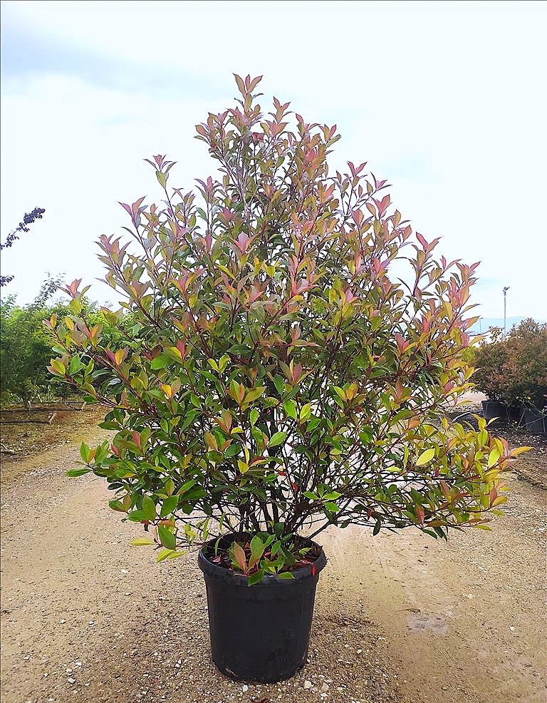 Photinia fraseri "Red Robin Compacta" | Vrtni center MOGA