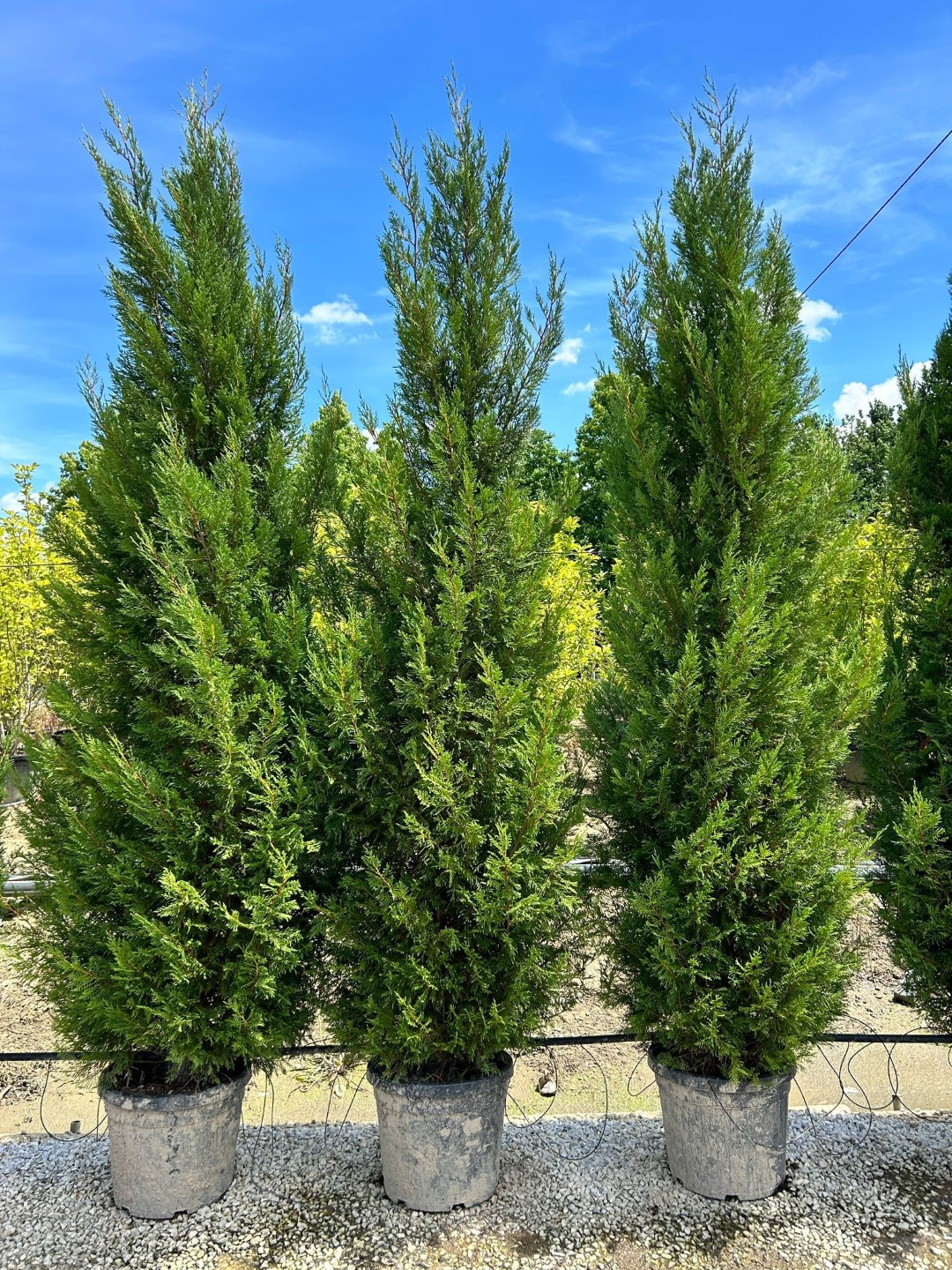 Cupressocyparis leylandii "Pyramidalis" | Vrtni center MOGA