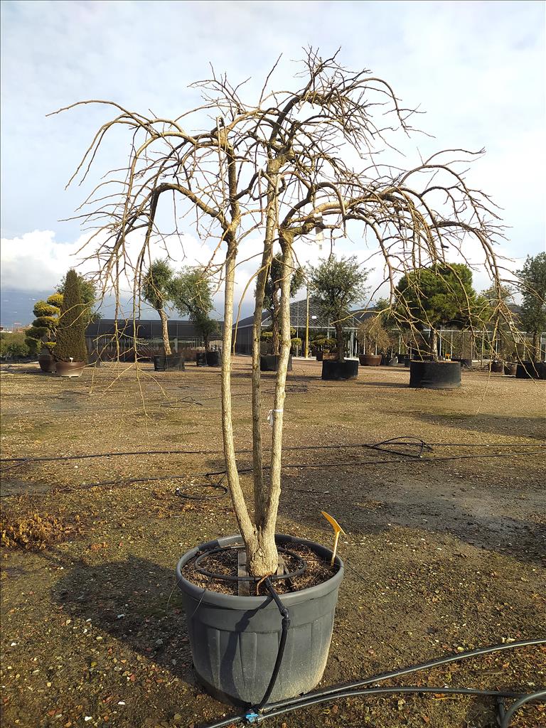 japonska sofora "Pendula" | Vrtni center MOGA