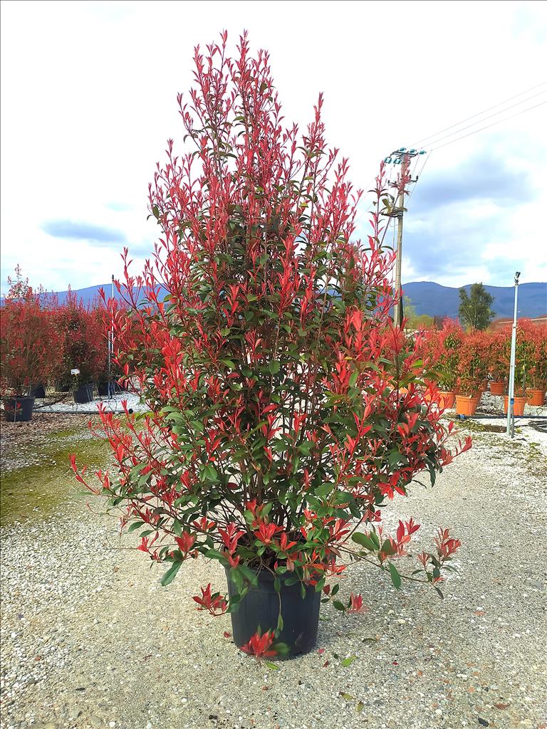 Photinia fraseri "Red Robin Compacta" | Vrtni center MOGA