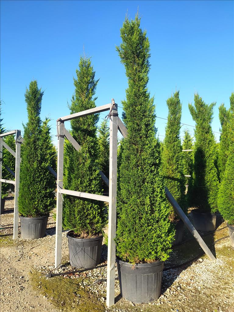 Cupressocyparis leylandii "Pyramidalis" | Vrtni center MOGA